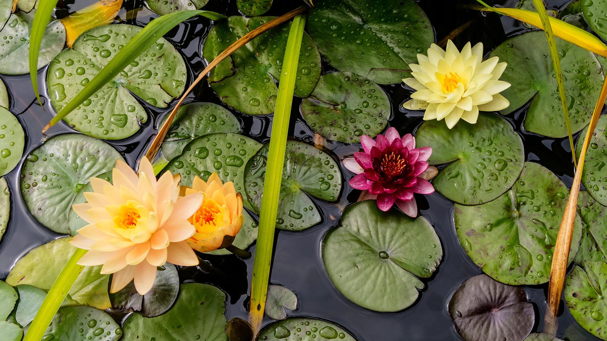 Water Plants – Vandermeer Nursery Ltd