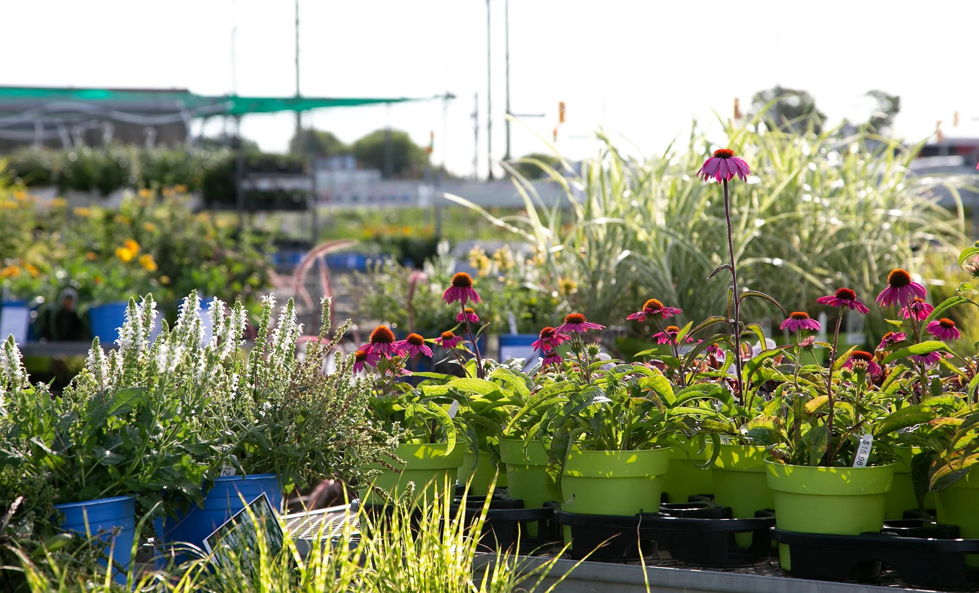 Perennials – Vandermeer Nursery Ltd