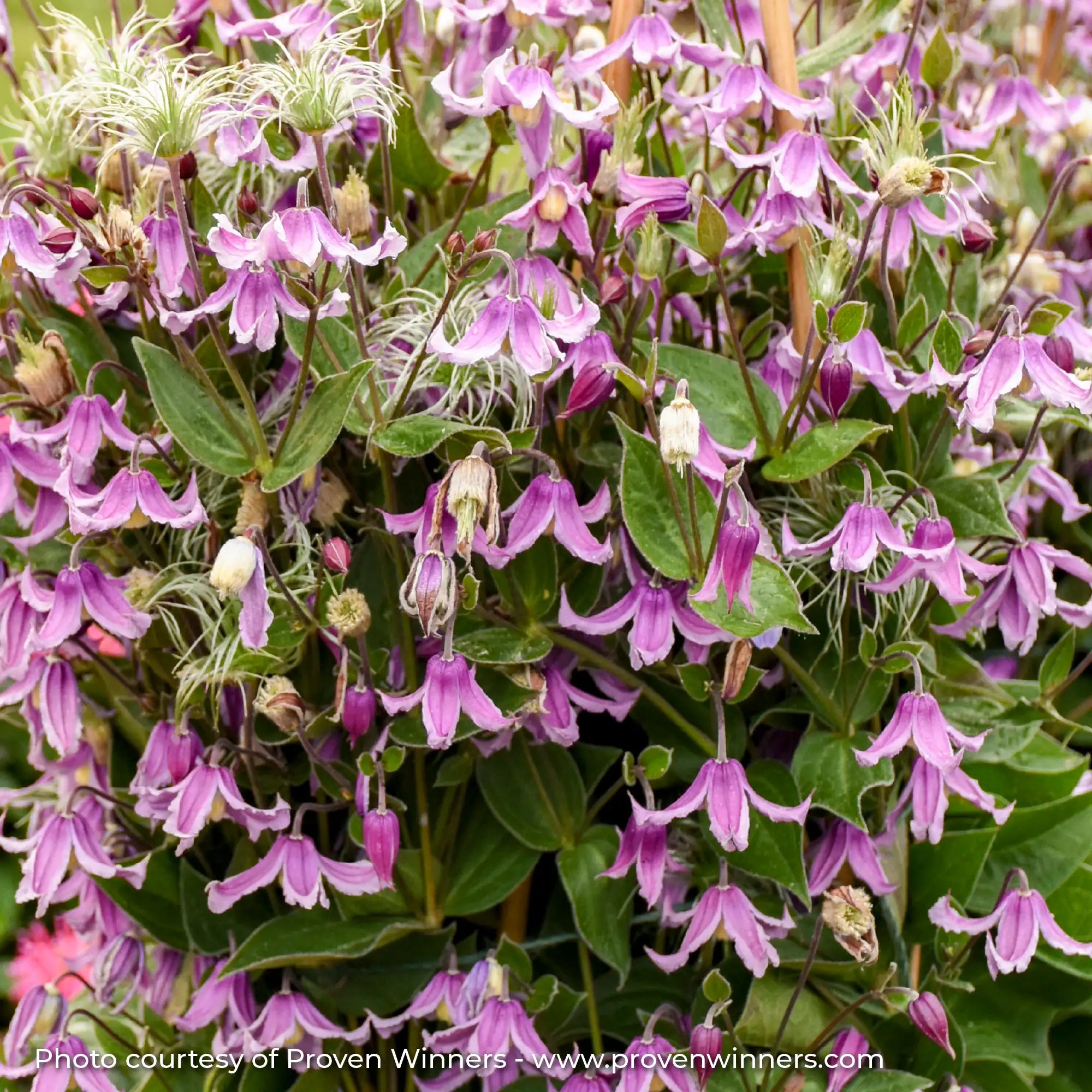 Bush Clematis 'Stand by Me Pink' – Vandermeer Nursery Ltd