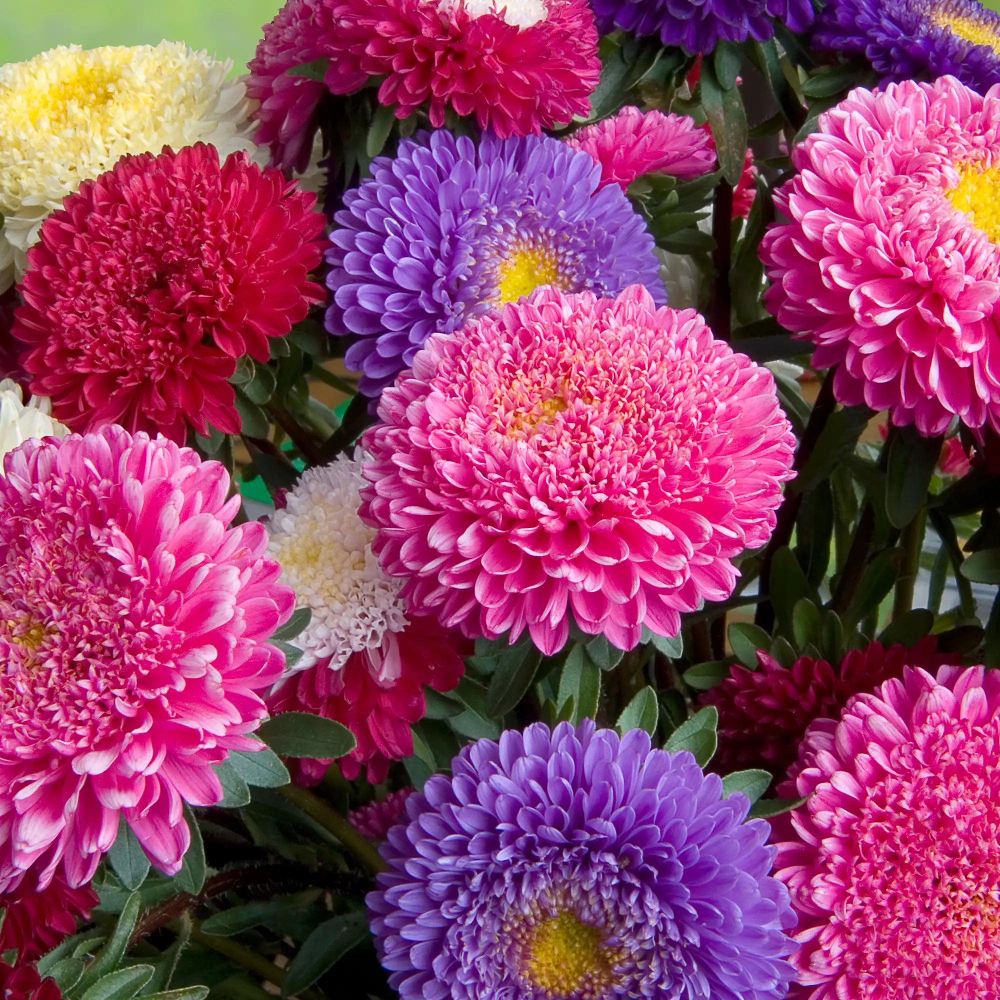 China Aster 'Matador® Mix' – Vandermeer Nursery Ltd