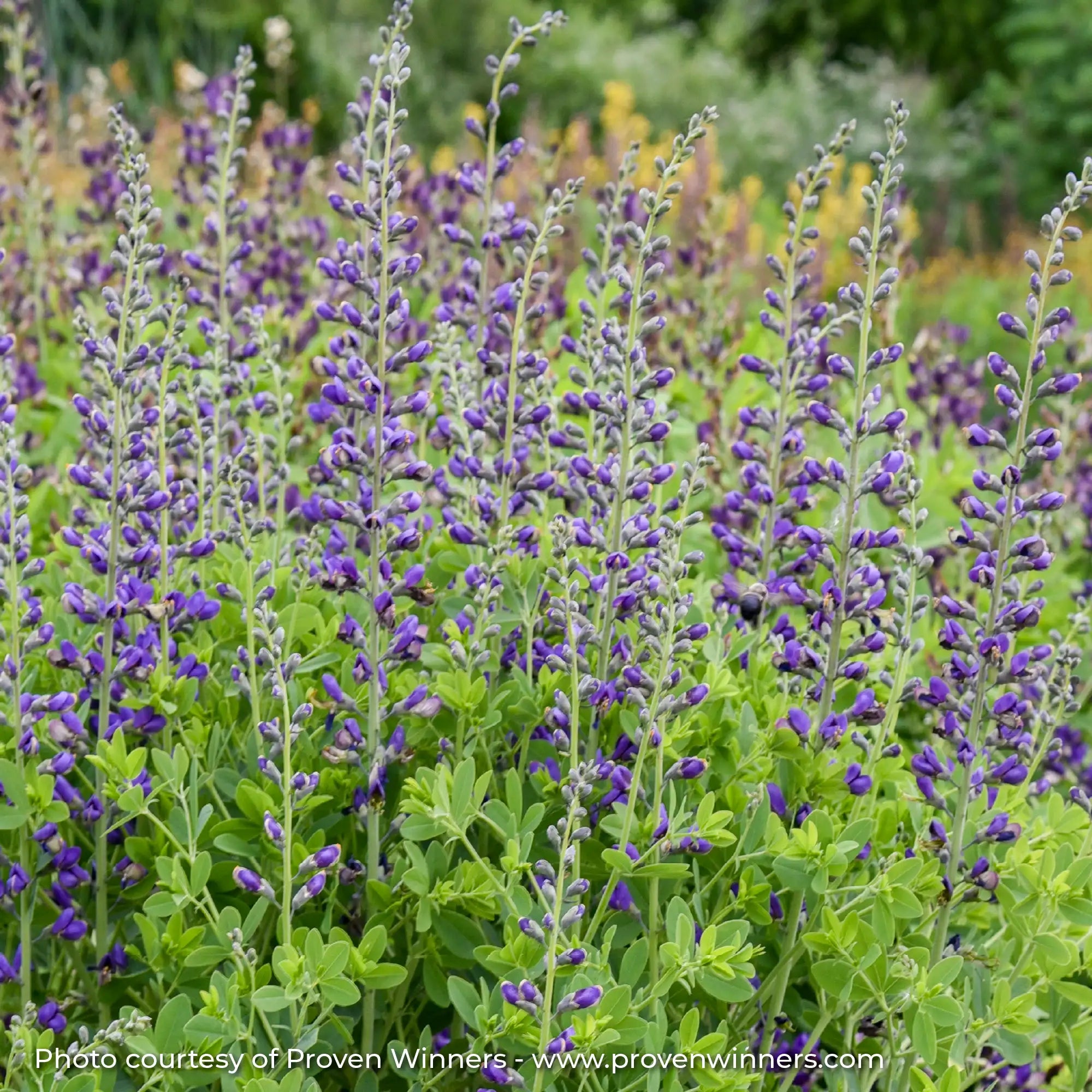 False Indigo Decadence® Deluxe 'Periwinkle Popsicle' – Vandermeer ...