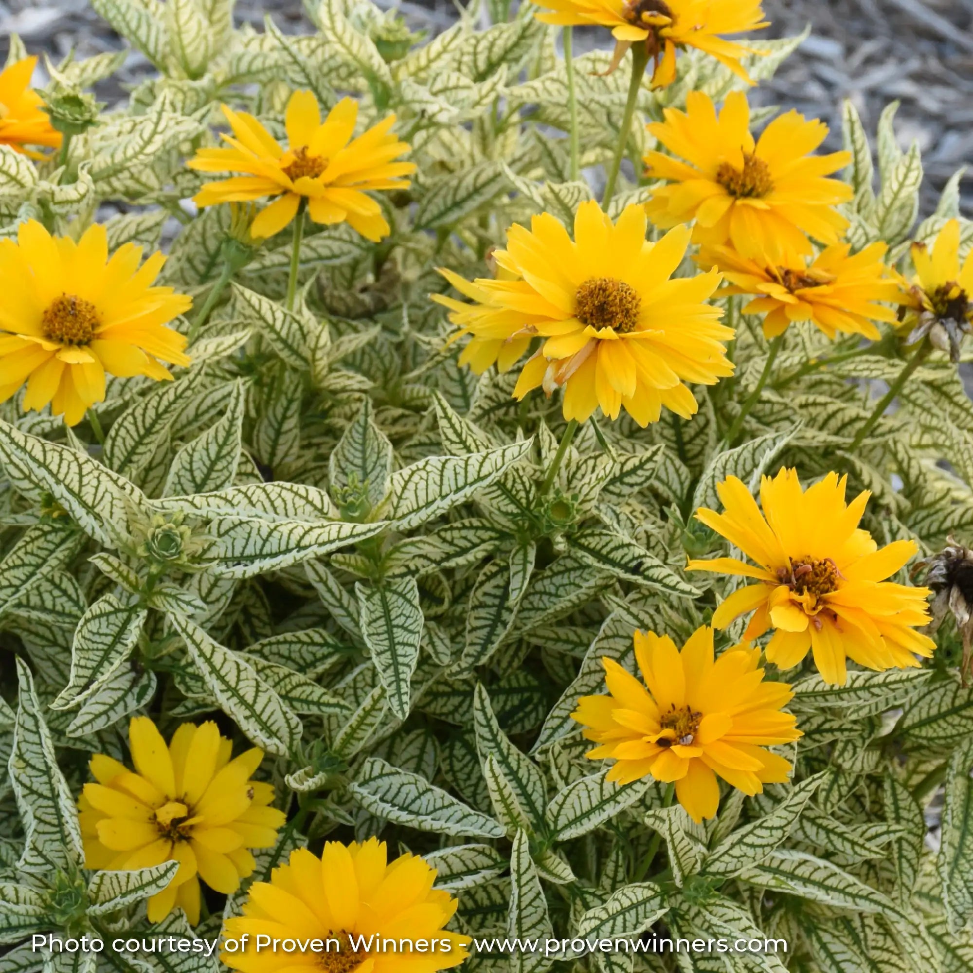 False Sunflower 'Bit of Honey' – Vandermeer Nursery Ltd