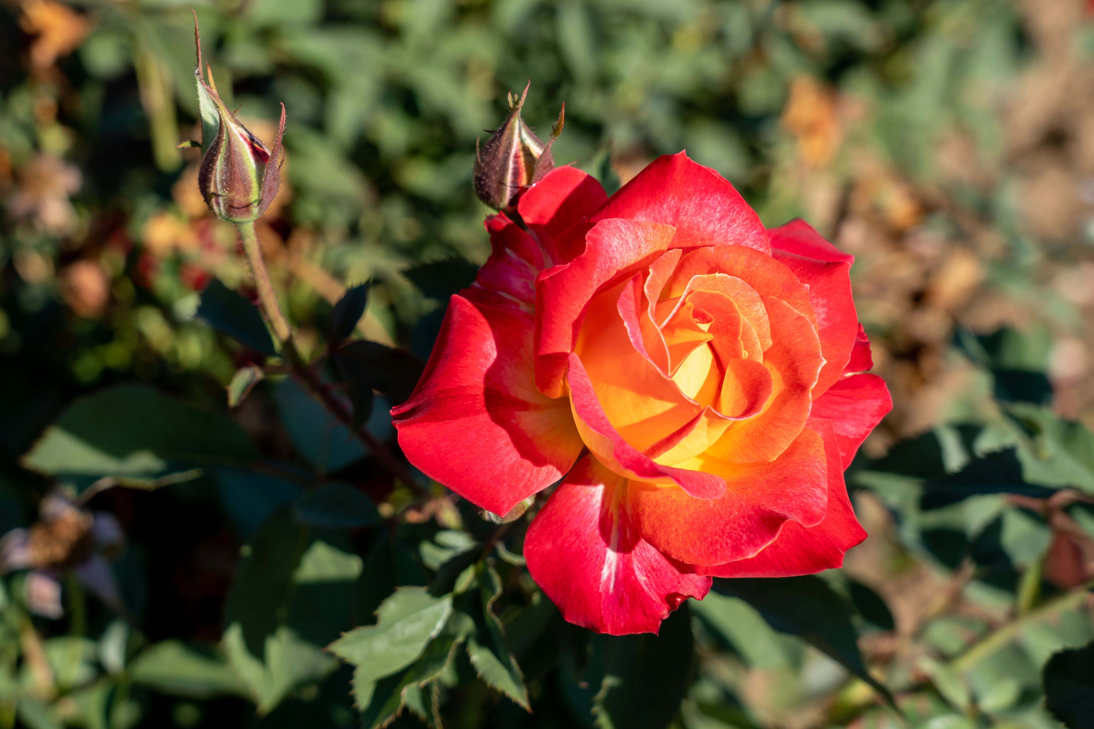 'Ingrid™' Hybrid Tea Rose – Vandermeer Nursery Ltd