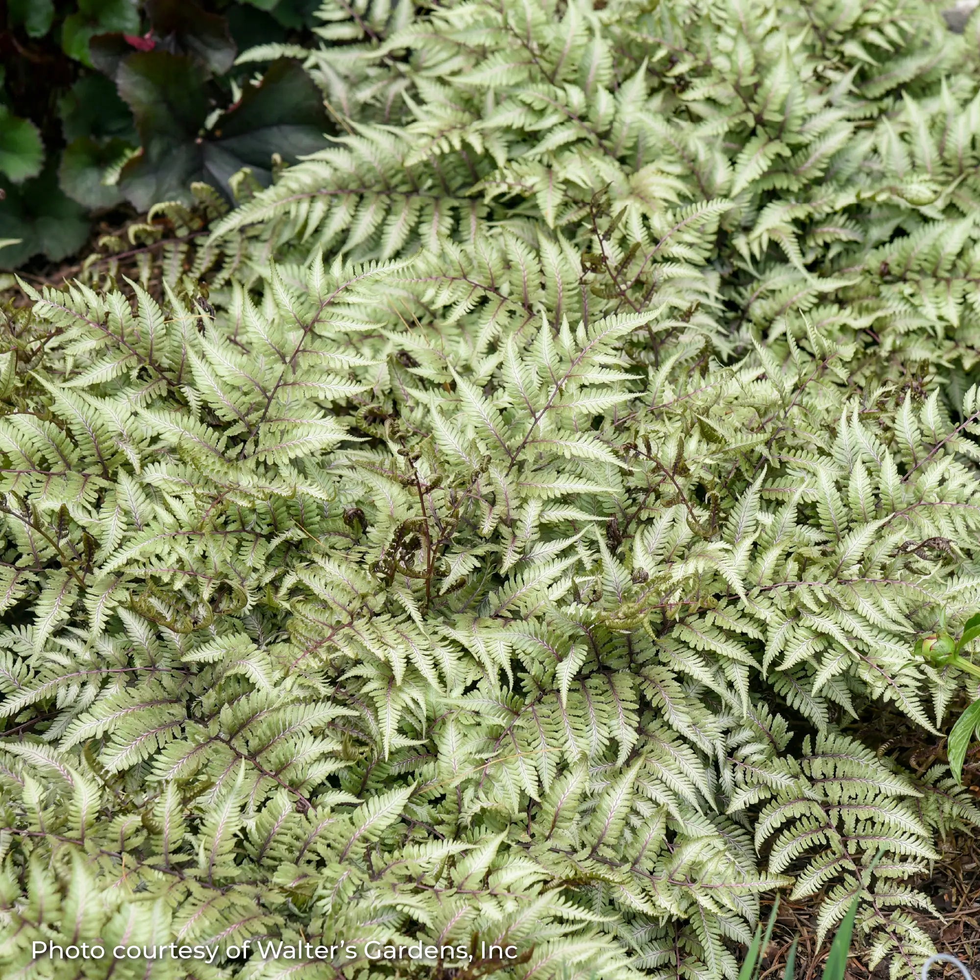 Japanese Painted Fern 'Godzilla' – Vandermeer Nursery Ltd