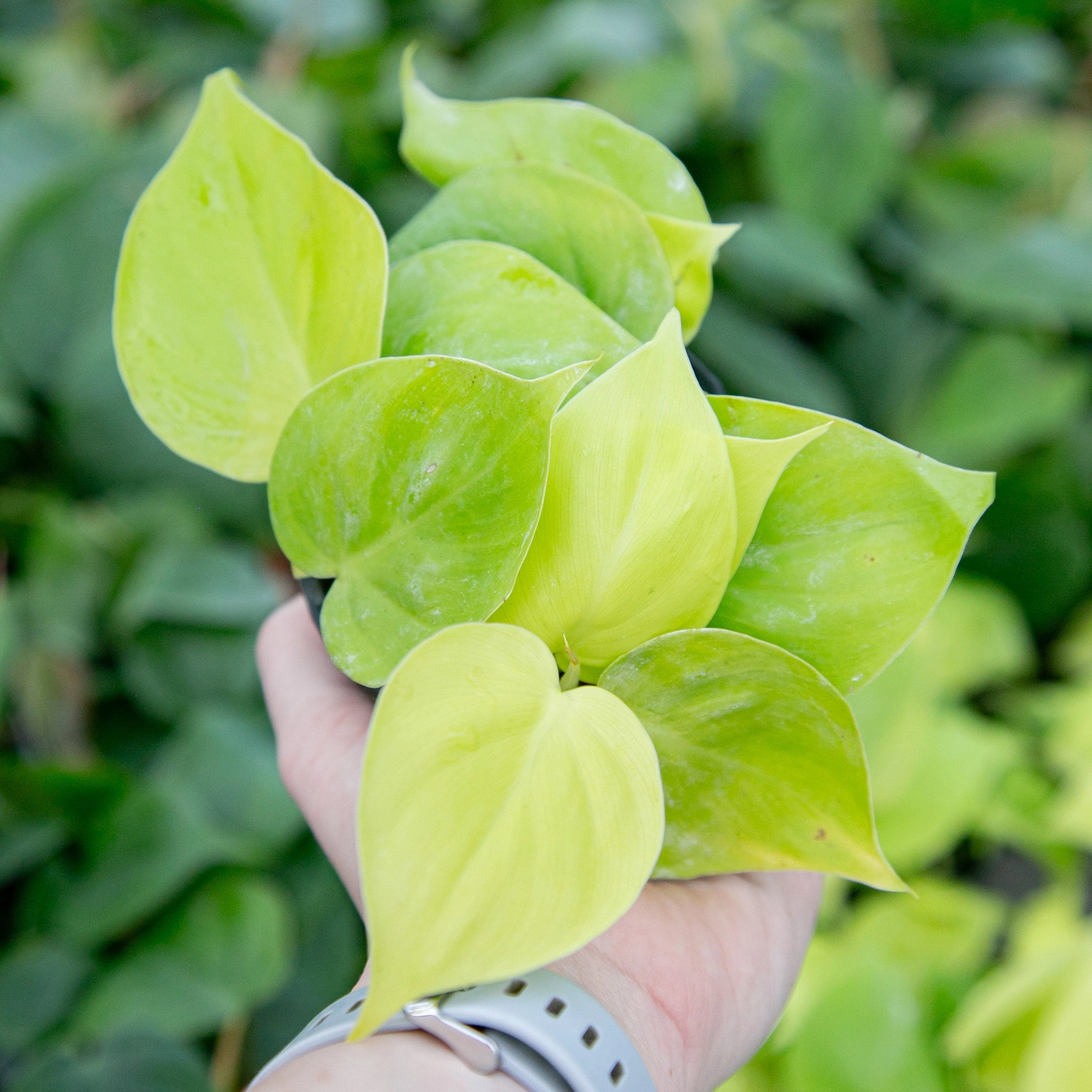 Philodendron Heartleaf 'Lemon Lime' – Vandermeer Nursery Ltd