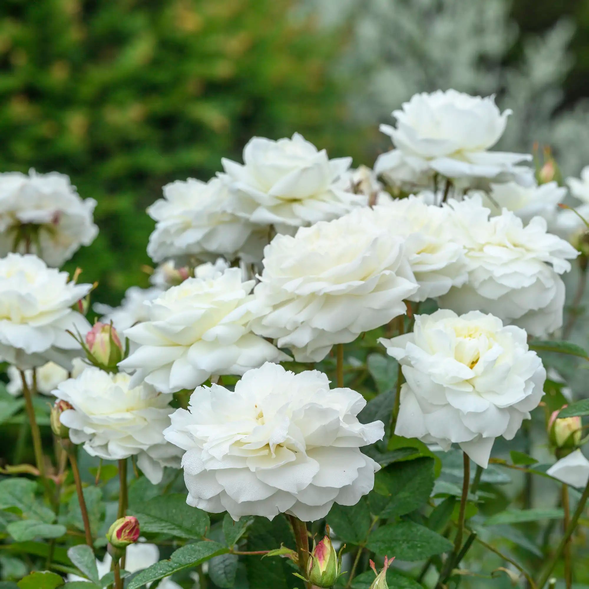 'Susan Williams-Ellis™' David Austin® English Rose – Vandermeer Nursery Ltd