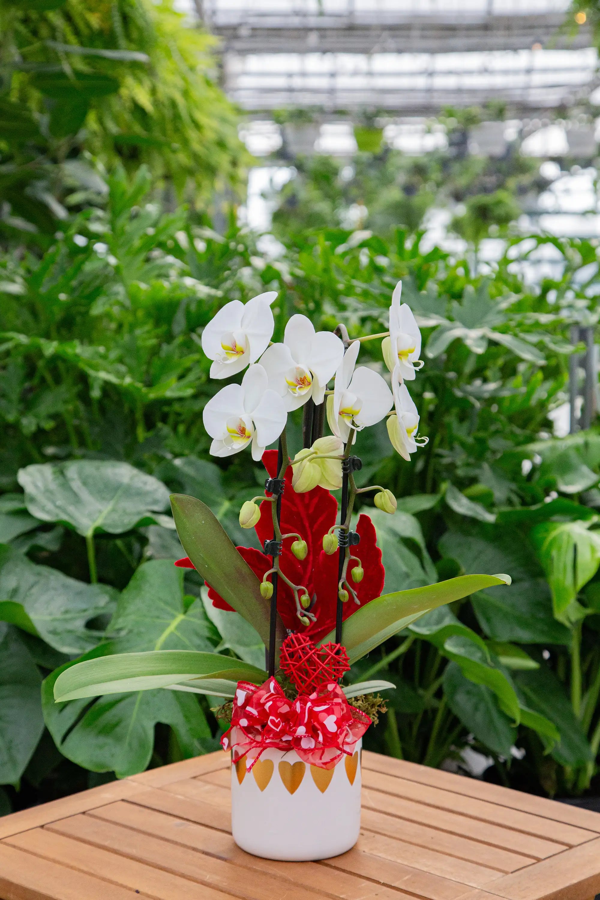 Valentine's Day Flowers – Vandermeer Nursery Ltd